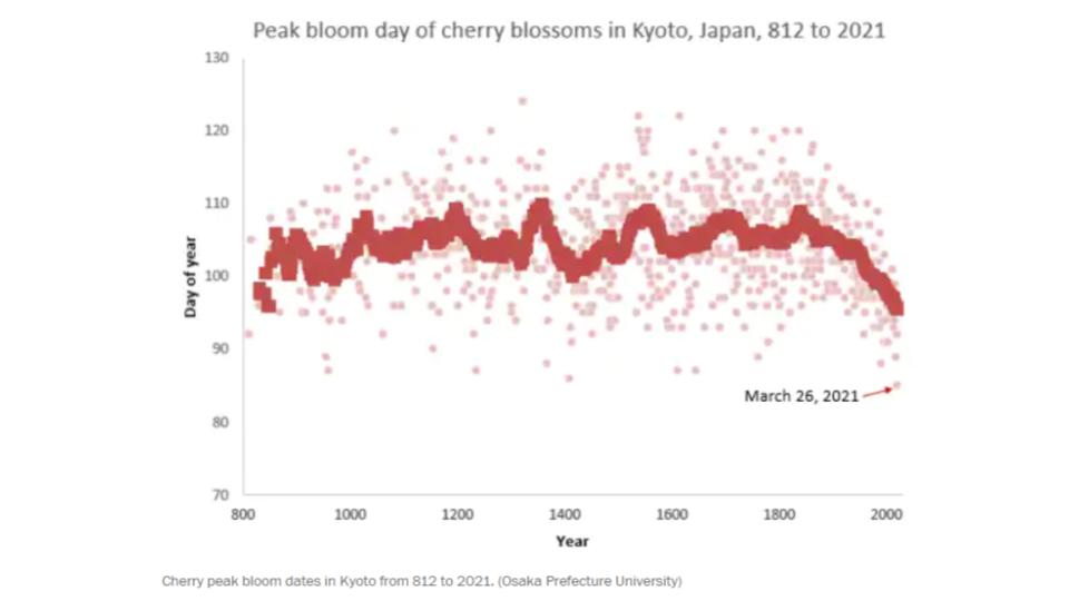 Cherry Blossoms in Kyoto & Climate Change - Slow Reveal Graphs