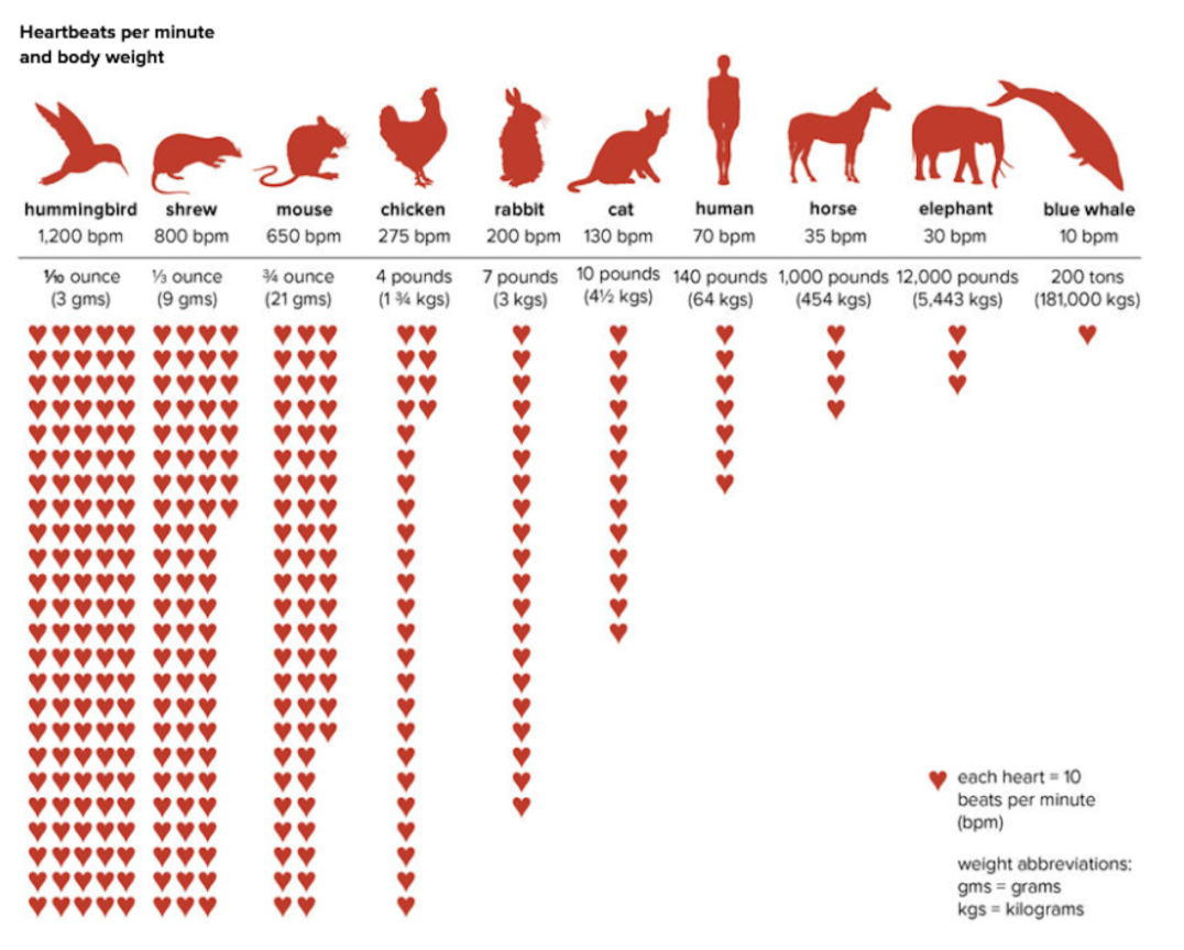 Heartbeats per Minute and Body Weight of Different Species - Slow ...