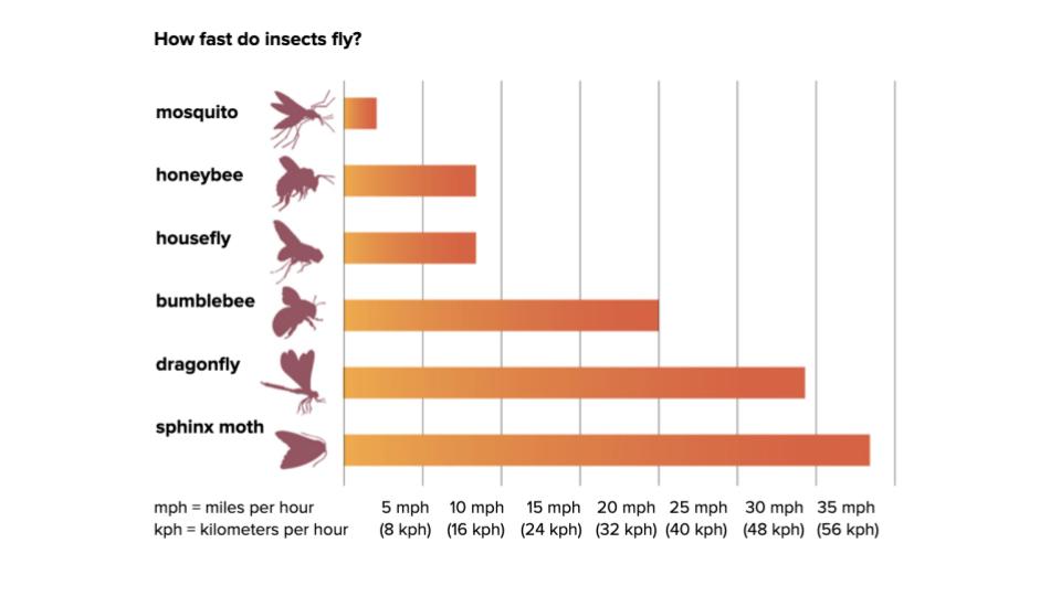 How Fast Insects Fly - Slow Reveal Graphs